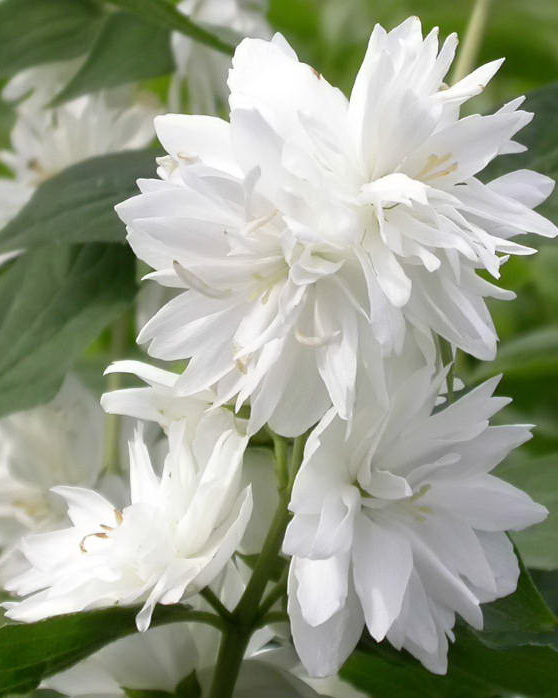 Чубушник `Миннесота Сноуфлейк`, Philadelphus `Minnesota Snowflake ...